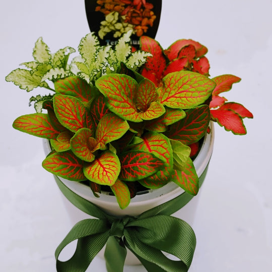 Fittonia - Stunning Triple Indoor Foliage Nerve Plant – Ollie's Blooms ...