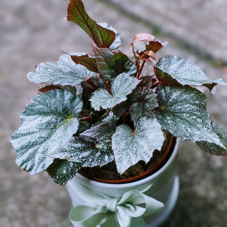 Begonia Silver Frost in White Pot – Ollie's Blooms & Plants