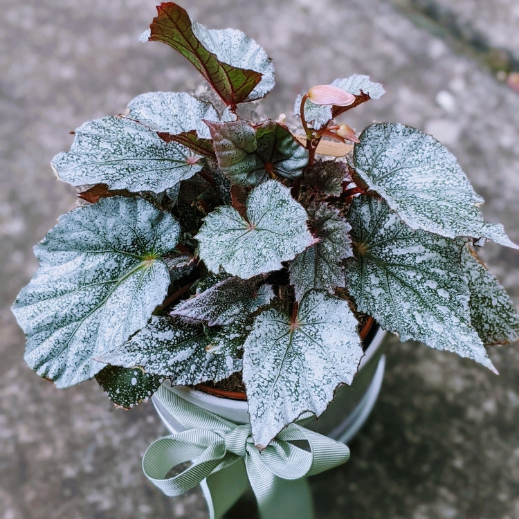 Begonia Silver Frost in White Pot – Ollie's Blooms & Plants