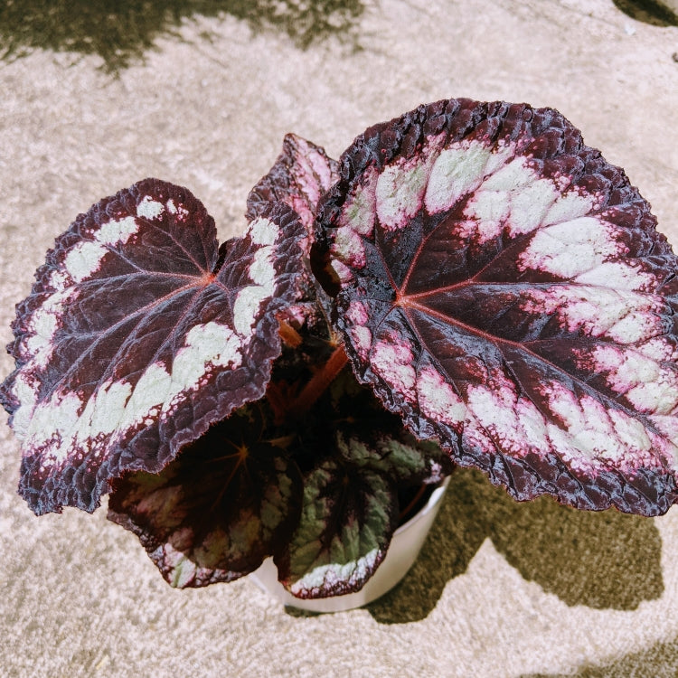 Begonia Rex Kotobuki - Showy Foliage Houseplant – Ollie's Blooms & Plants