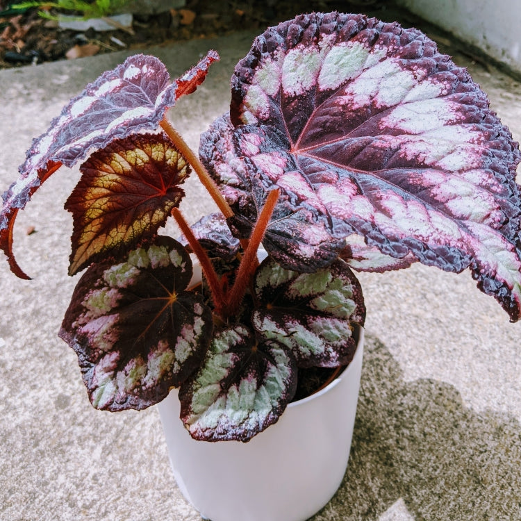 Begonia Rex Kotobuki - Showy Foliage Houseplant – Ollie's Blooms & Plants