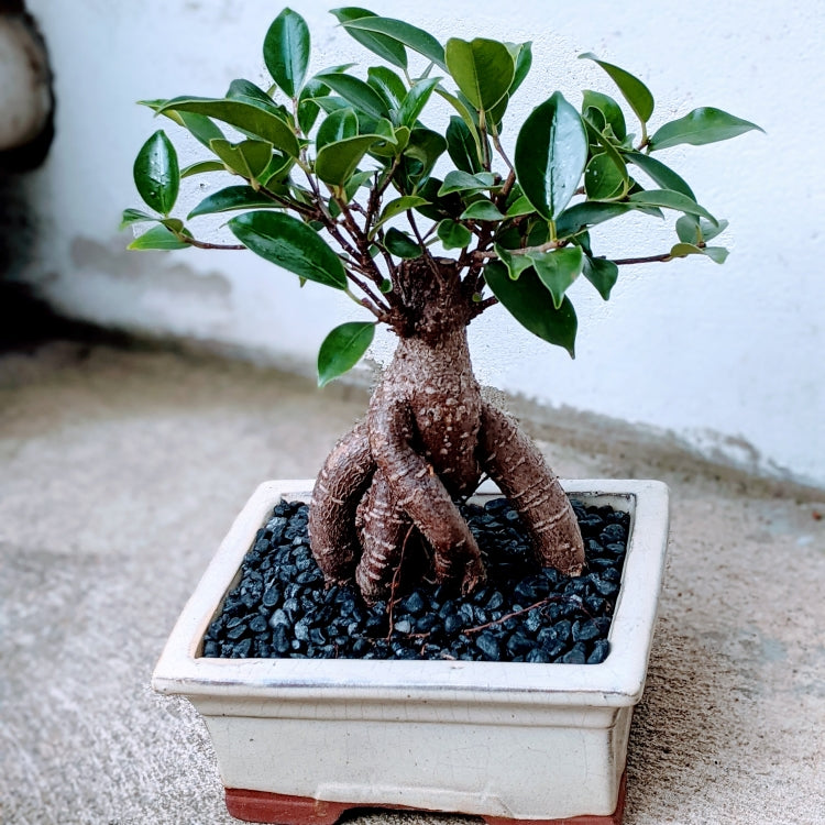 Pot Belly Fig Bonsai - The Art of Plant Collector – Ollie's Blooms & Plants