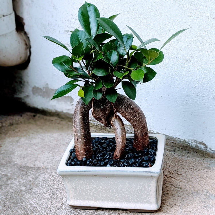 Pot Belly Fig Bonsai - The Art of Plant Collector – Ollie's Blooms & Plants