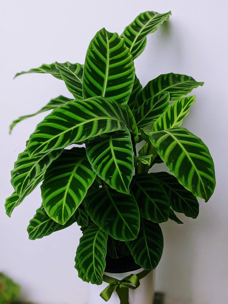 The Zebra Plant - Large Tall & Lush Calathea Zebrina – Ollie's Blooms ...