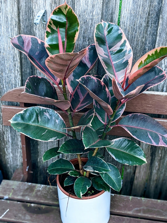 Ficus Elastica Ruby- Variegated Pink Rubber Plant – Ollie's Blooms & Plants