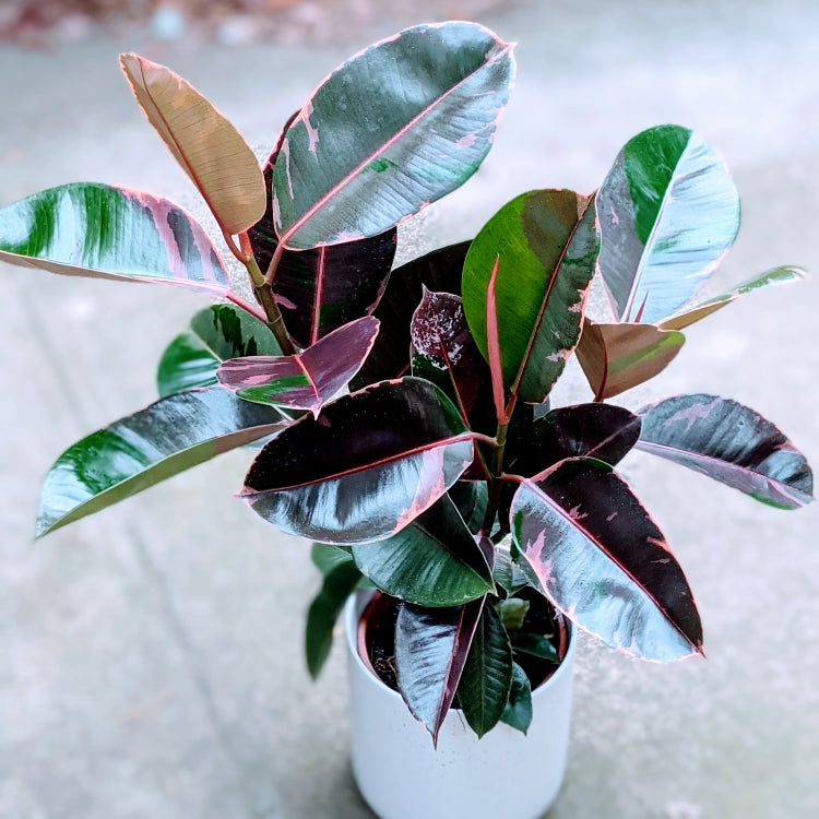 Ficus Elastica Ruby- Variegated Pink Rubber Plant – Ollie's Blooms & Plants