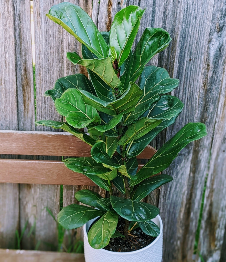 Ficus Bambino- The Famous Lush Healthy Fiddle-Leaf Fig Indoor Plant ...