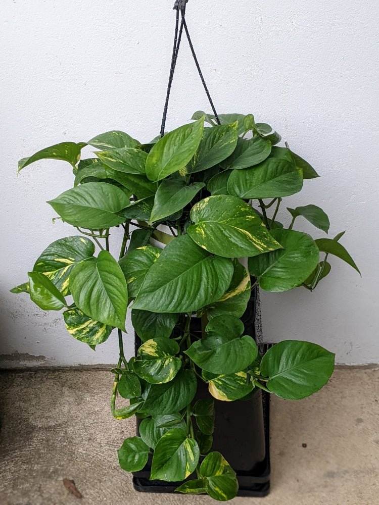 Devil's Ivy - Large & Lush Variegated Green Cascading Indoor Plant ...