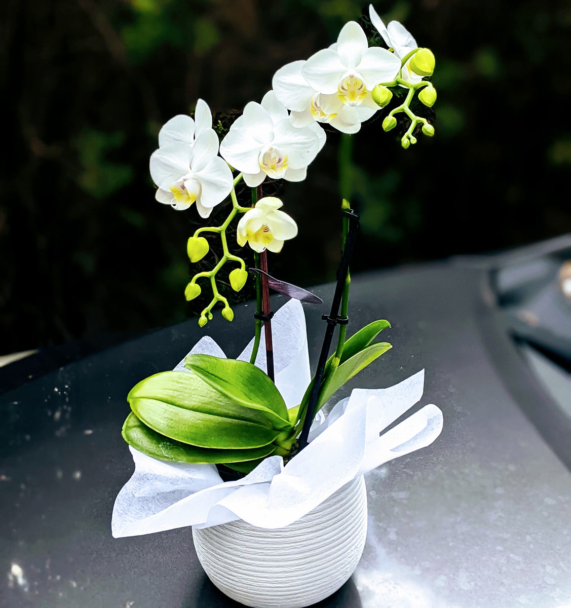 Phyllis - Medium White Phalaenopsis Orchid Double Stems – Ollie's ...