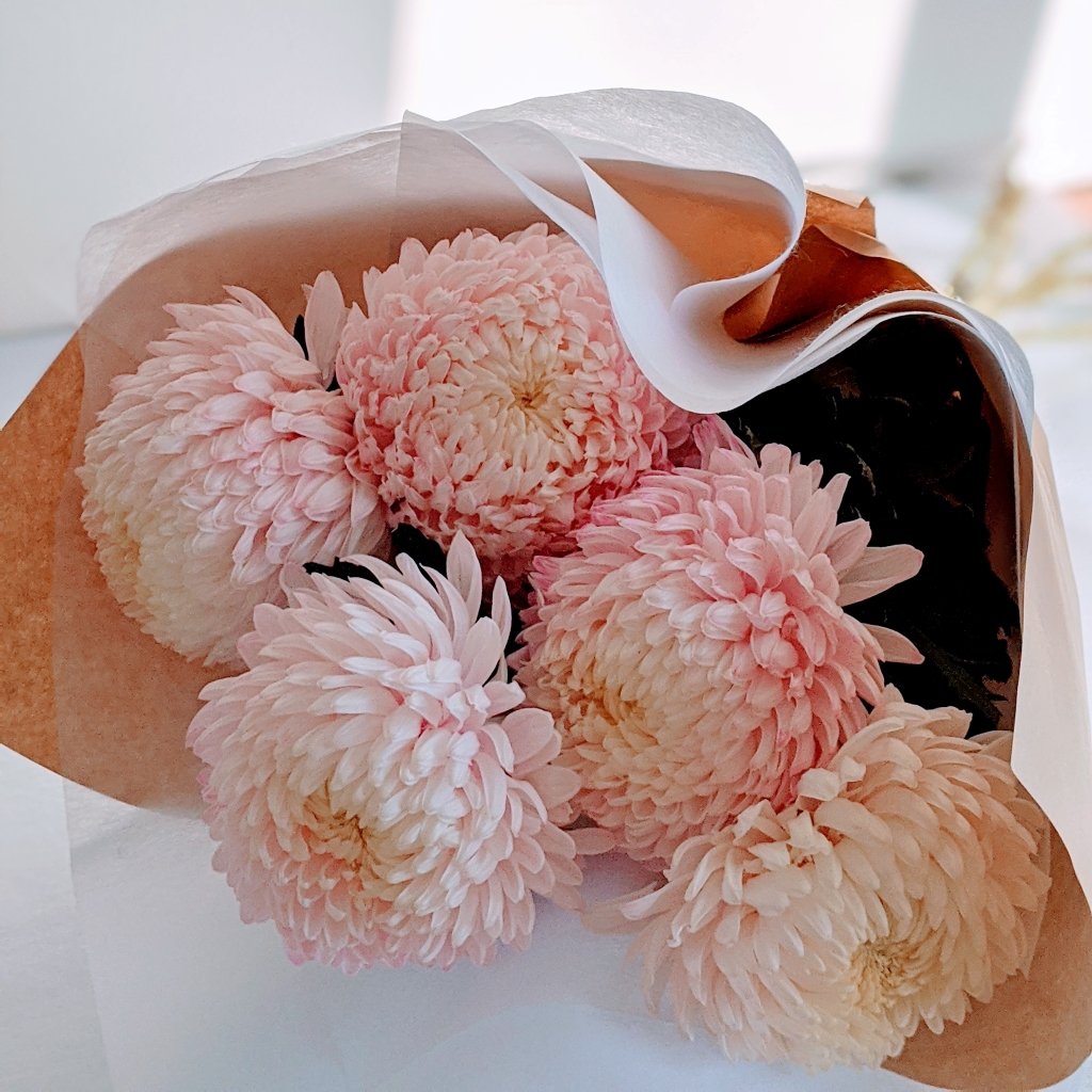 Maria - Mum Disbud – Ollie's Blooms & Plants