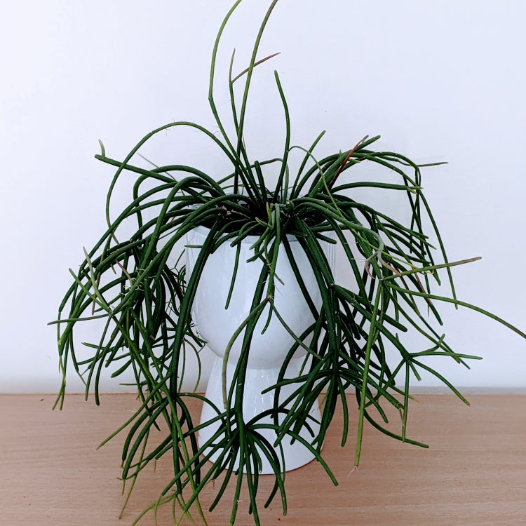 Rhipsalis Red Coral- Mistletoe Cactus Plant – Ollie's Blooms & Plants